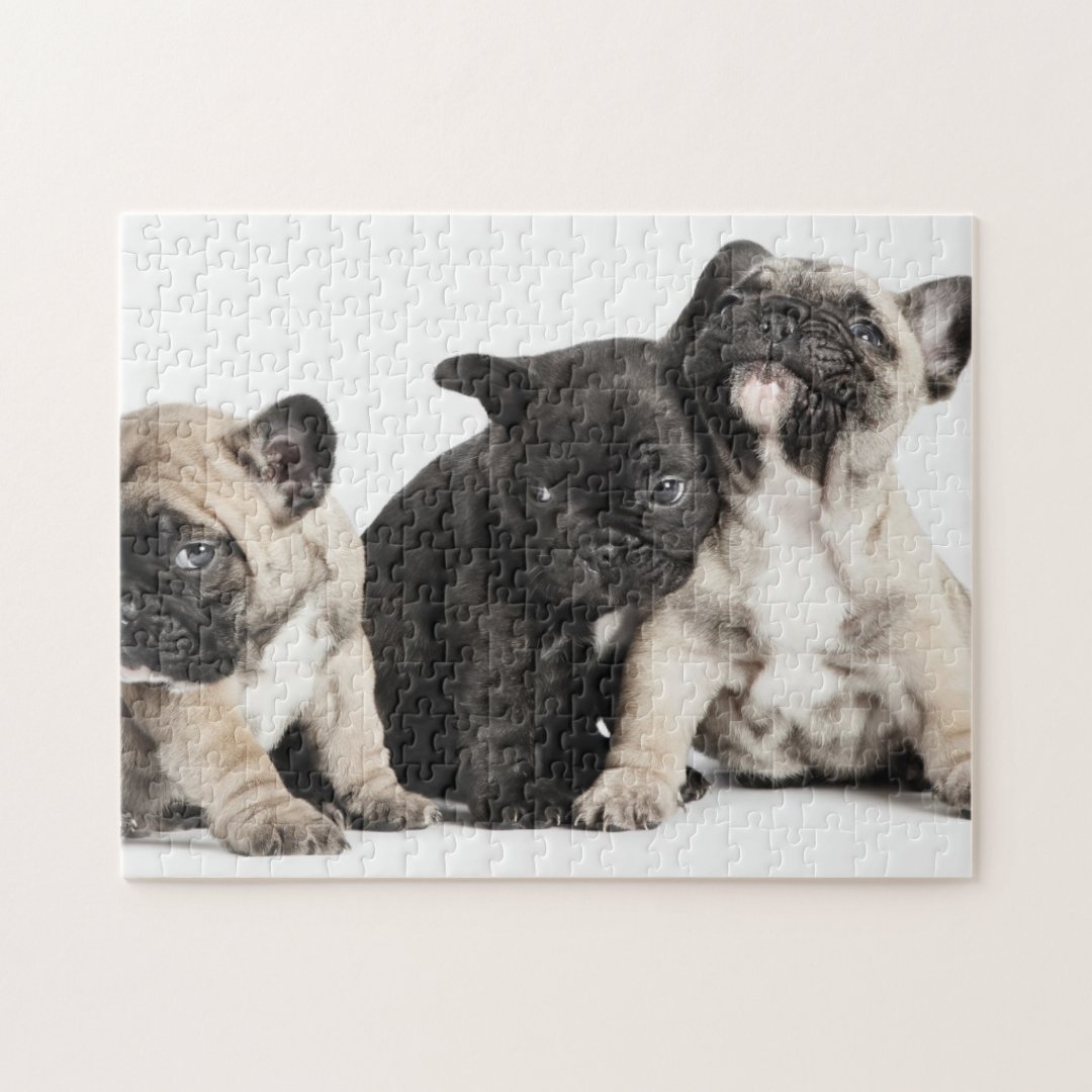 Three Pug Puppies Jigsaw Puzzle | Zazzle
