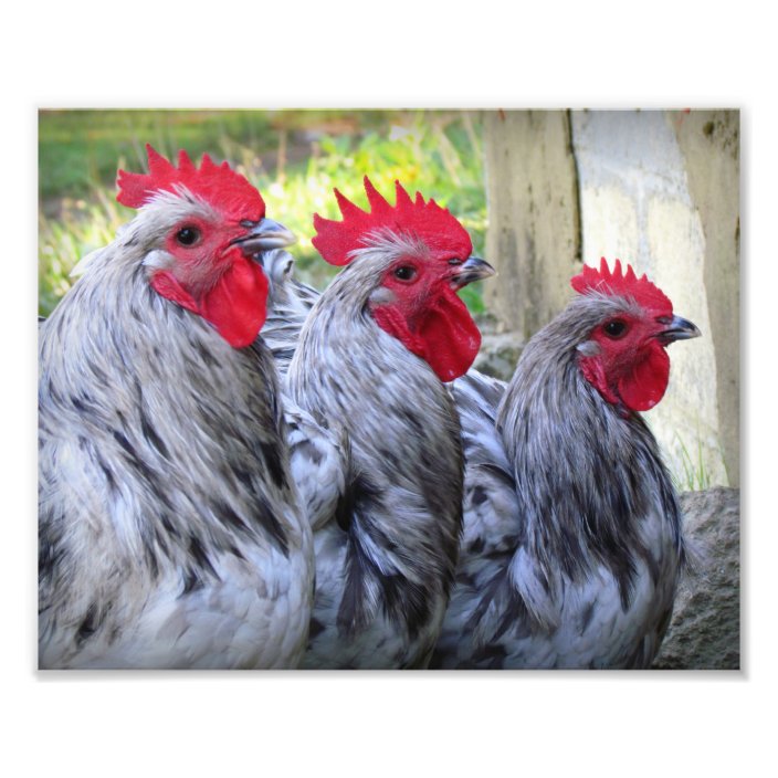 Three Roosters Photo Print | Zazzle.com