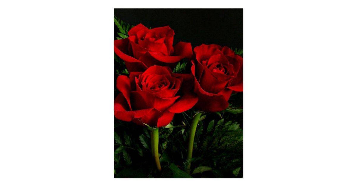 Three Roses Postcard | Zazzle.com