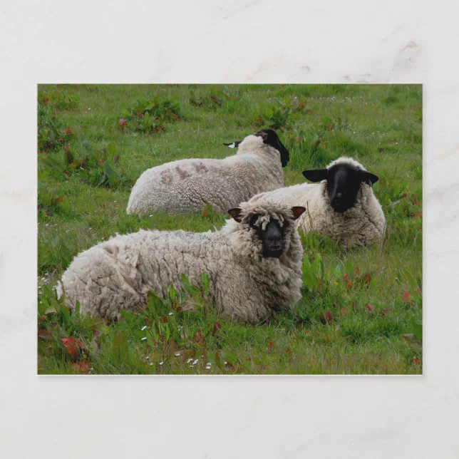 Three Sheep Postcard | Zazzle