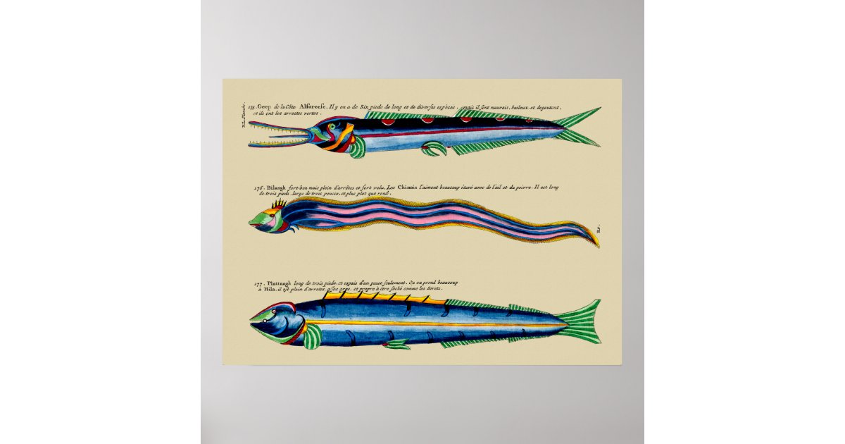 Three Skinny Fish on Any Background Poster | Zazzle