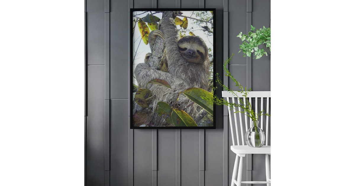 Three-Toed Sloth Poster | Zazzle