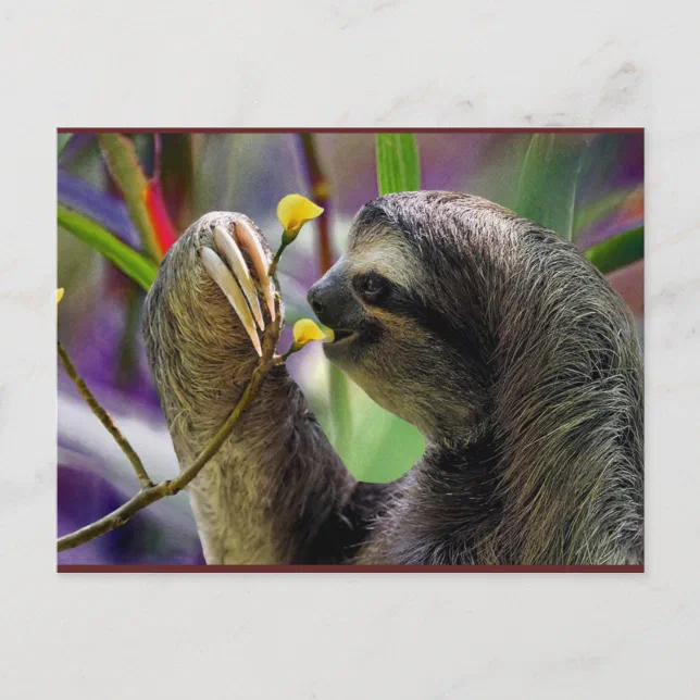 Three-Toed Tree Sloth Postcard | Zazzle