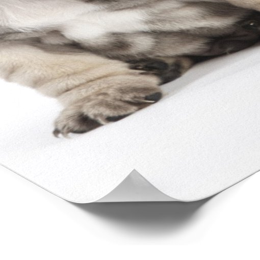 Threee Pedigree Puppies Poster | Zazzle