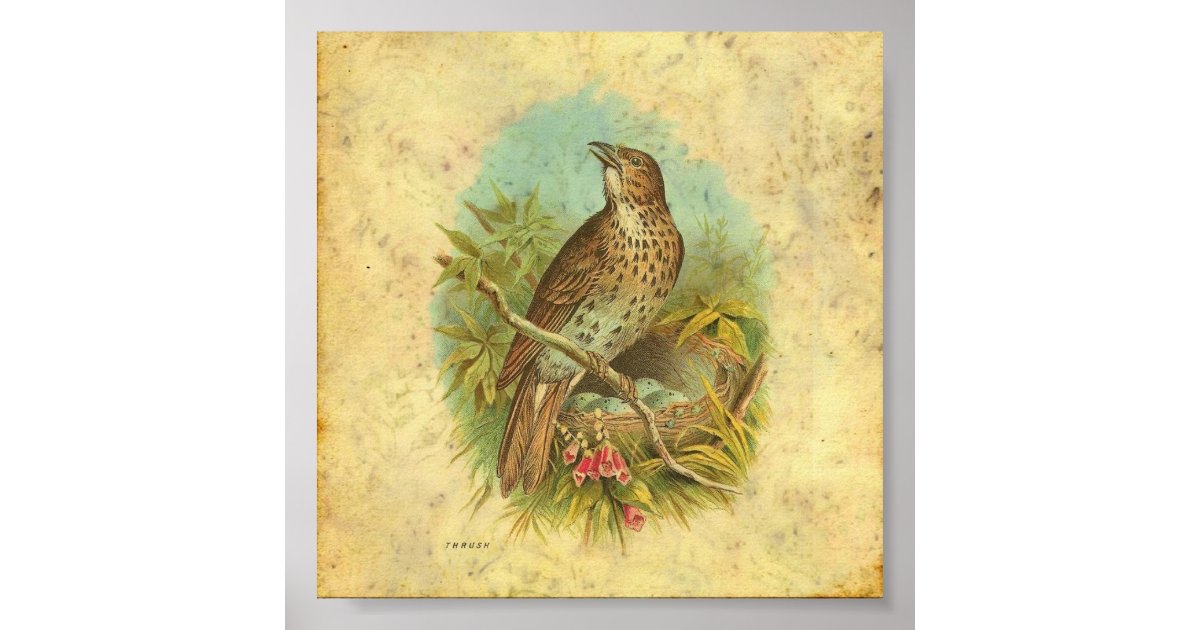 Thrush Vintage Poster | Zazzle