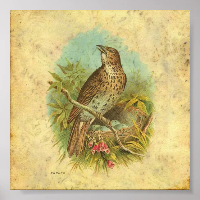 Thrush Vintage Poster | Zazzle