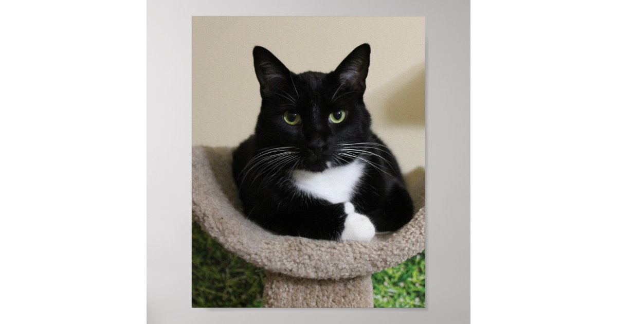 Thumbs up poster | Zazzle