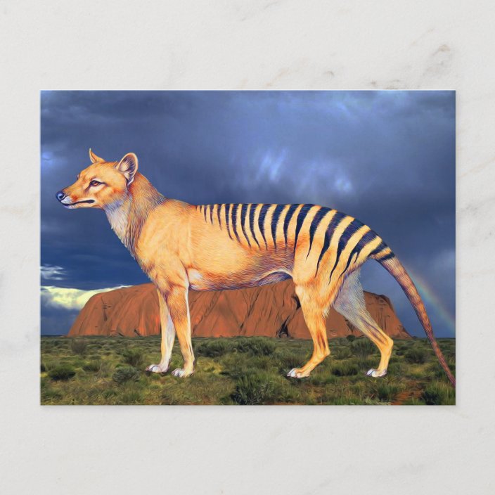 Thylacine (Tasmanian Tiger) Postcard | Zazzle.com