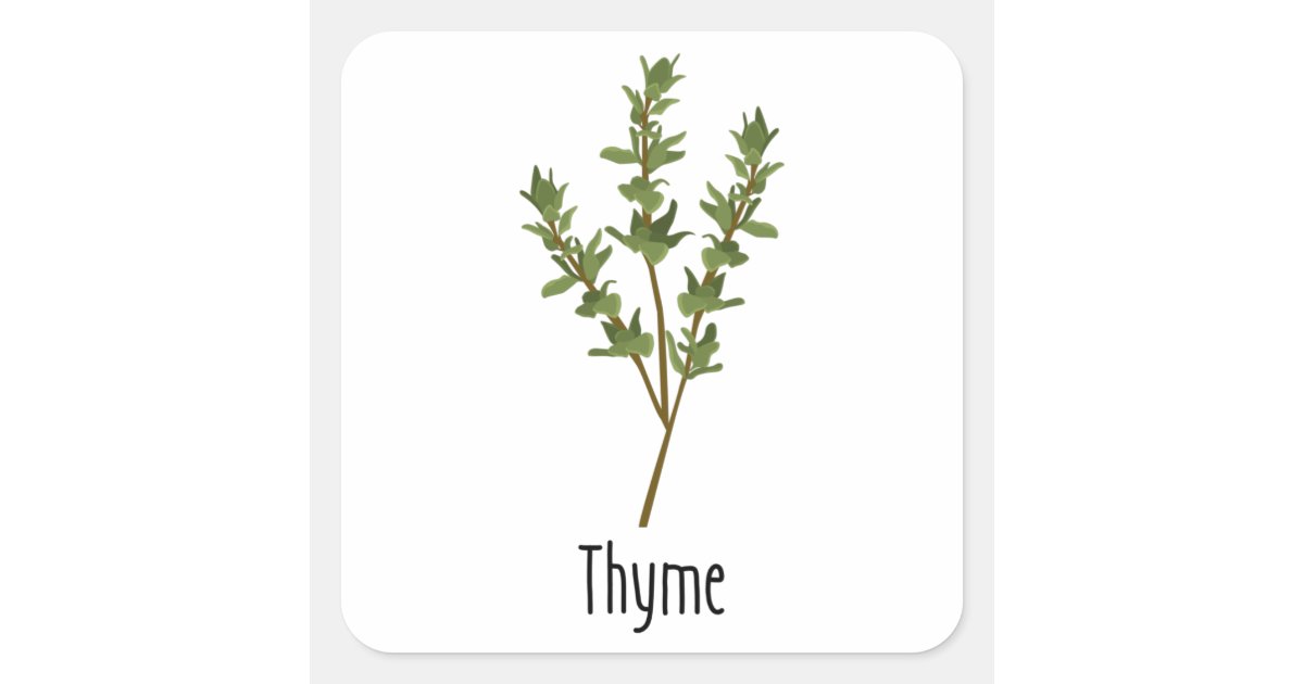Thyme Spices Herb Square Sticker | Zazzle