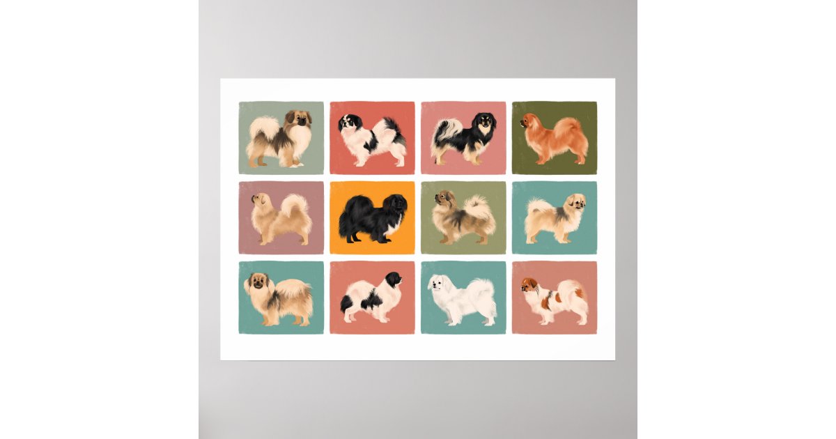 Tibetan Spaniel Poster (12 Different Tibbies!) | Zazzle