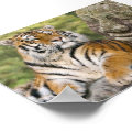 Tiger and Buddhist Temple Poster | Zazzle