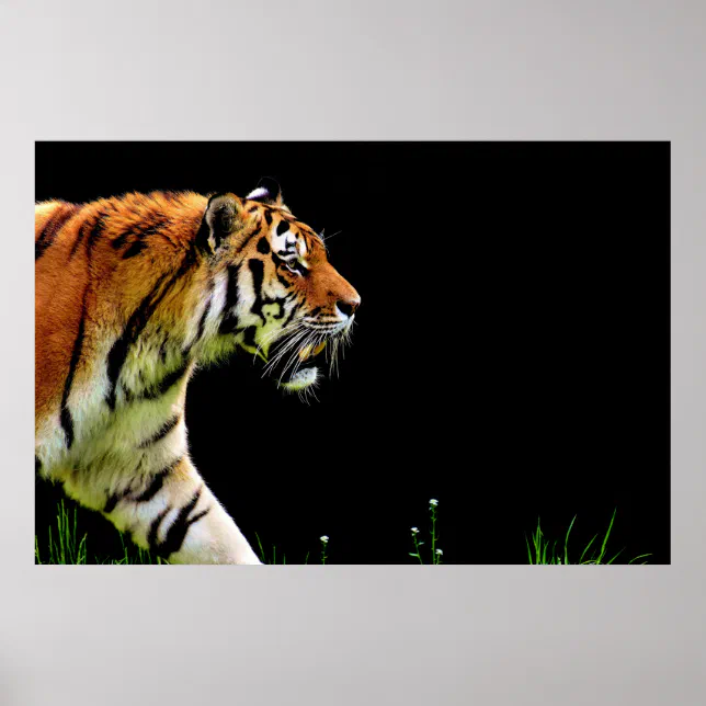 Tiger Approaching - Wild Animal Artwork Poster | Zazzle