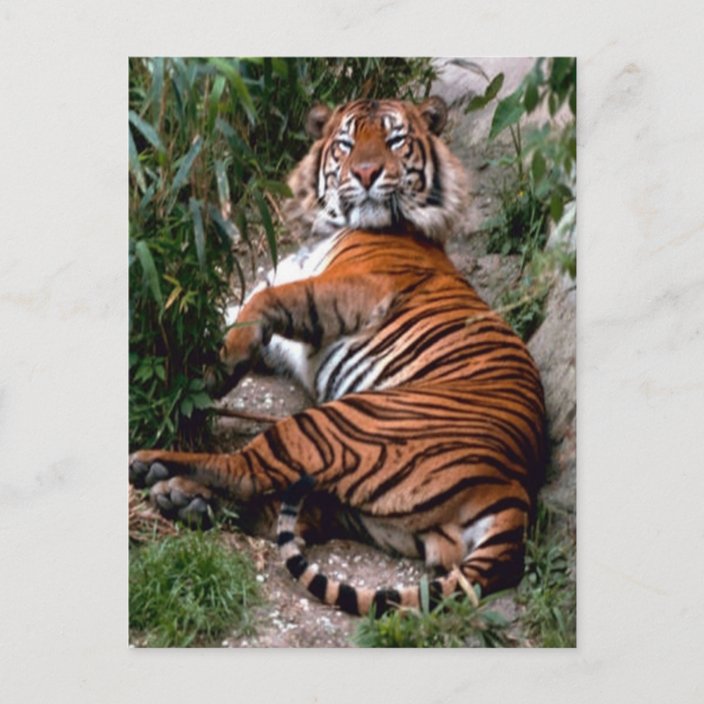 Tiger Big Cat prints Postcard | Zazzle.com