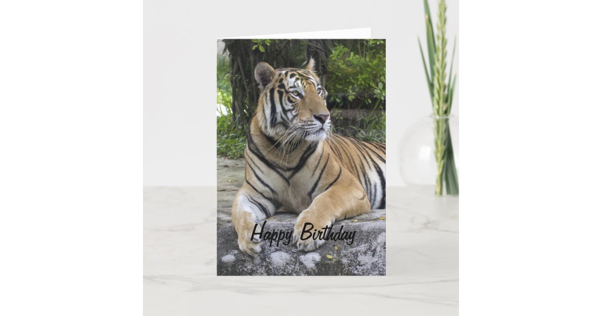 Tiger Blank Birthday Card | Zazzle