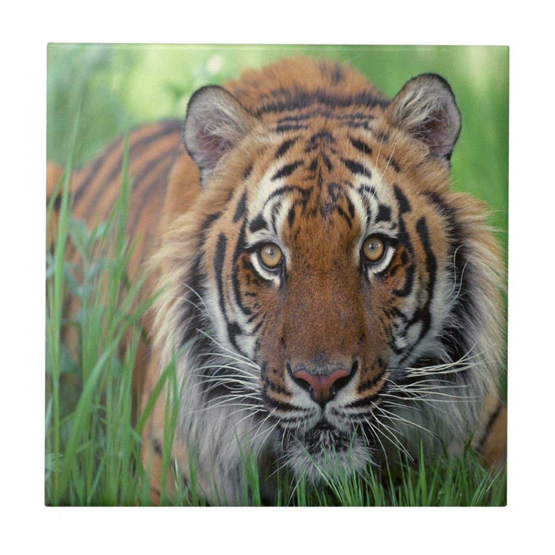 Tiger Ceramic Tile | Zazzle