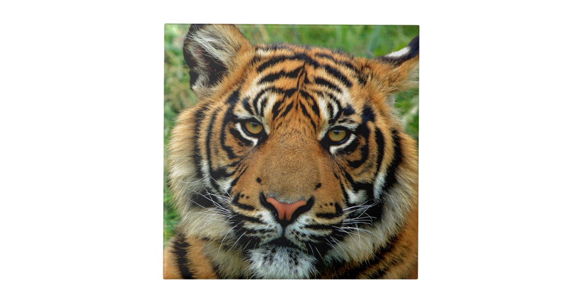 Tiger Ceramic Tile | Zazzle