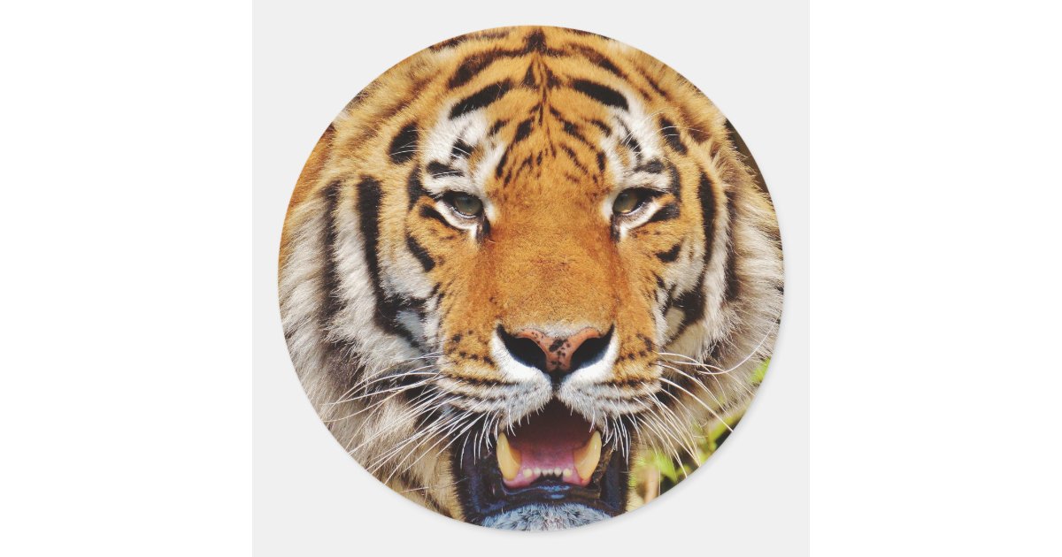 Tiger Classic Round Sticker | Zazzle