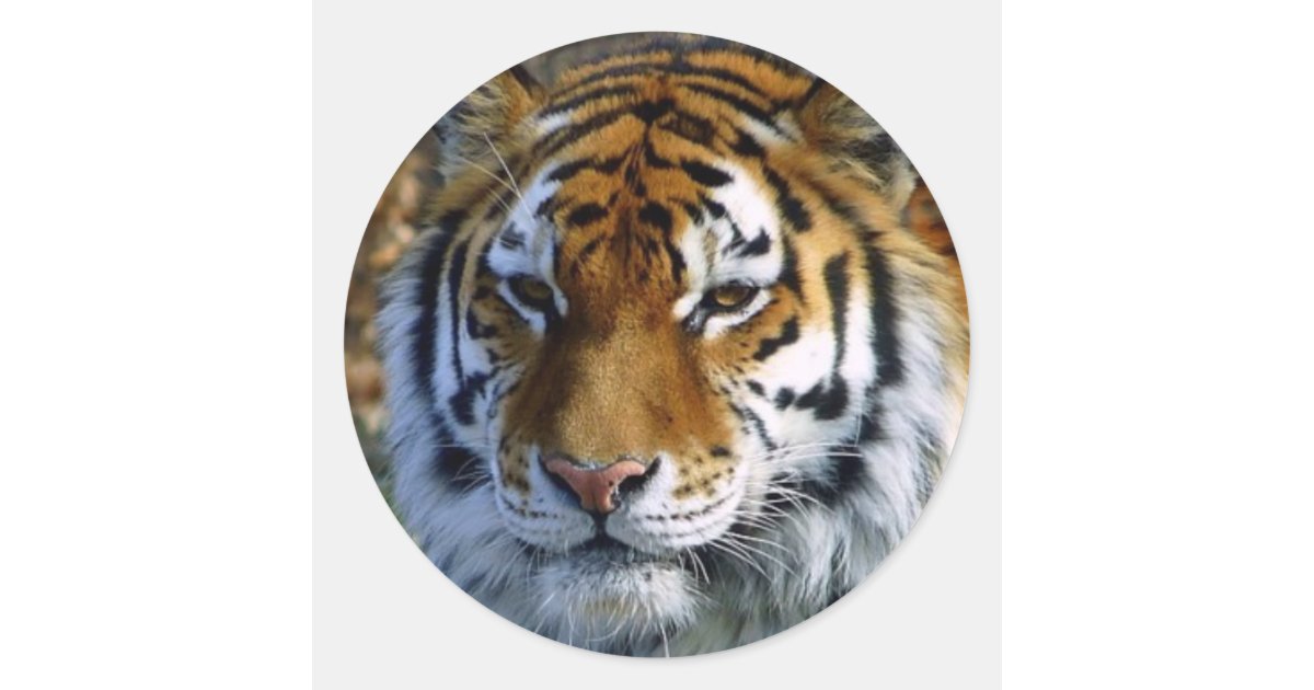 Tiger Classic Round Sticker | Zazzle