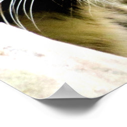 Tiger Confidence Quote Inspirational Poster | Zazzle