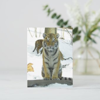 Tiger Cub In Snow Portrait Postcard | Zazzle