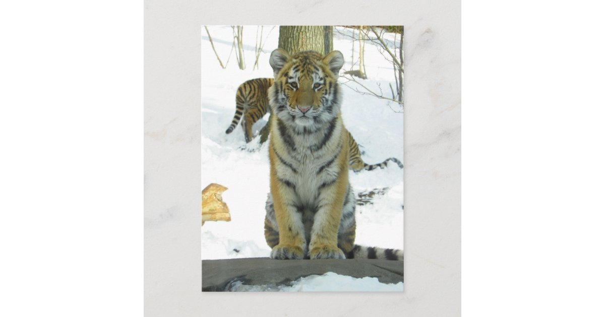 Tiger Cub In Snow Portrait Postcard | Zazzle