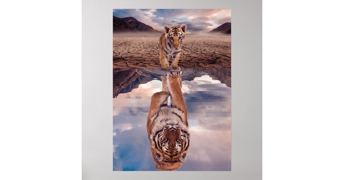 Tiger cub looking the reflection of an adult tiger poster | Zazzle