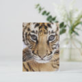 Tiger Cub Postcard | Zazzle