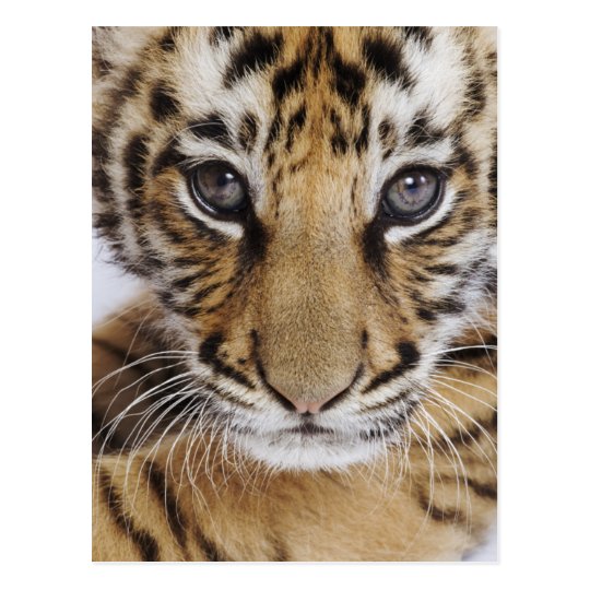 Tiger Cub Postcard | Zazzle.com