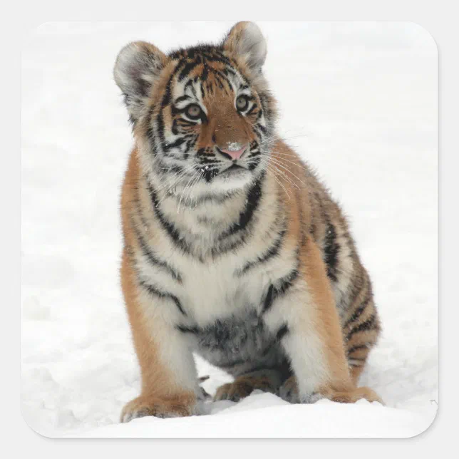 Tiger Cub Square Sticker | Zazzle