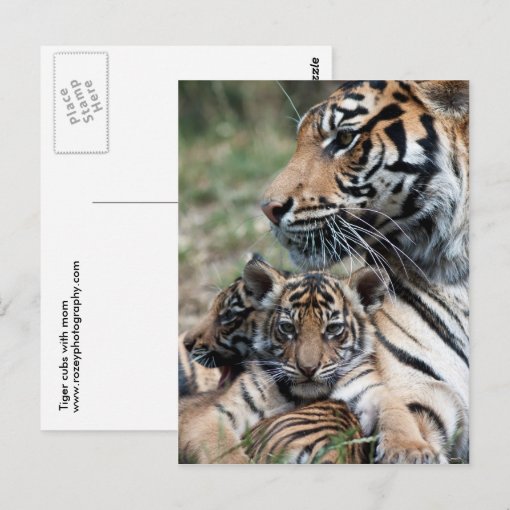 Tiger cubs postcard | Zazzle