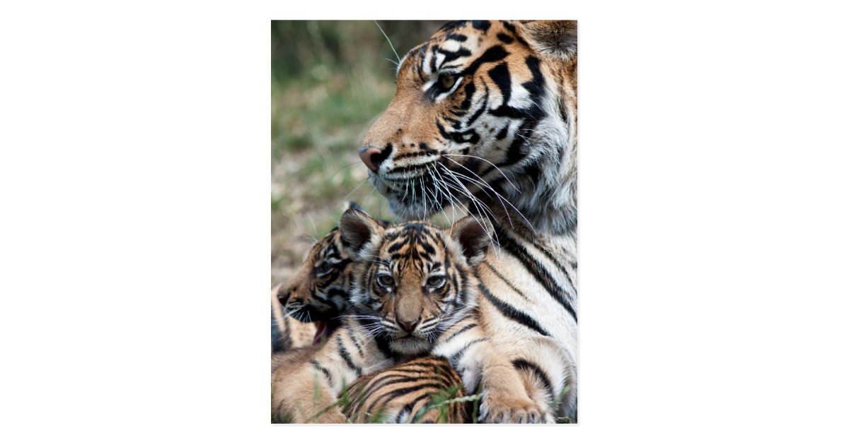 Tiger cubs postcard | Zazzle.com