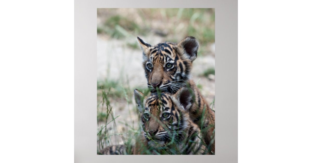 Tiger cubs poster | Zazzle