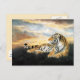 Tiger Dawn Postcard | Zazzle