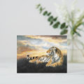 Tiger Dawn Postcard | Zazzle