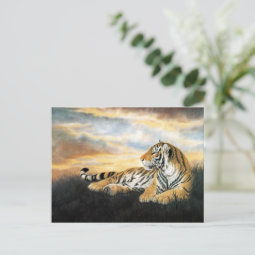 Tiger Dawn Postcard | Zazzle
