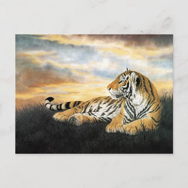 Tiger Dawn Postcard | Zazzle