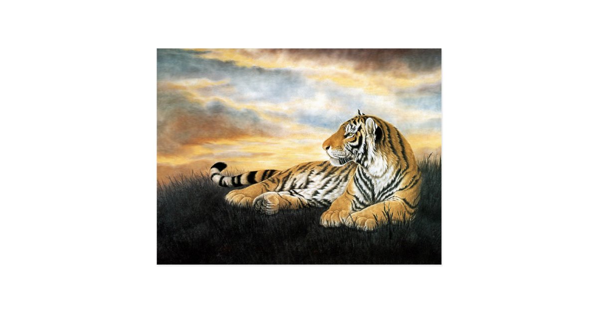 Tiger Dawn Postcard | Zazzle.com