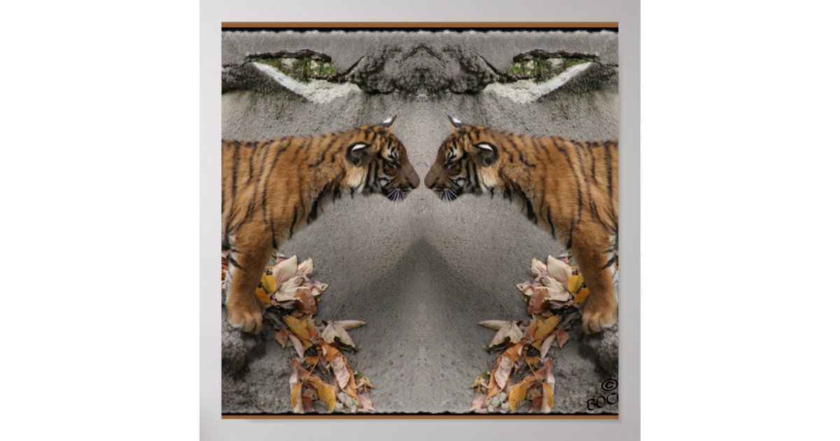 TIGER FACE OFF HIDDEN IMAGE POSTER | Zazzle