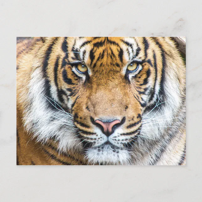 Tiger Face Photo Postcard | Zazzle