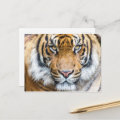 Tiger Face Photo Postcard | Zazzle