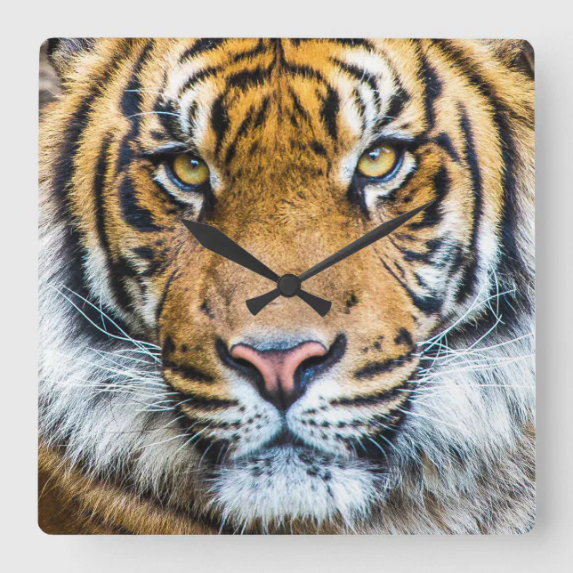 Tiger Face Portrait Square Wall Clock | Zazzle