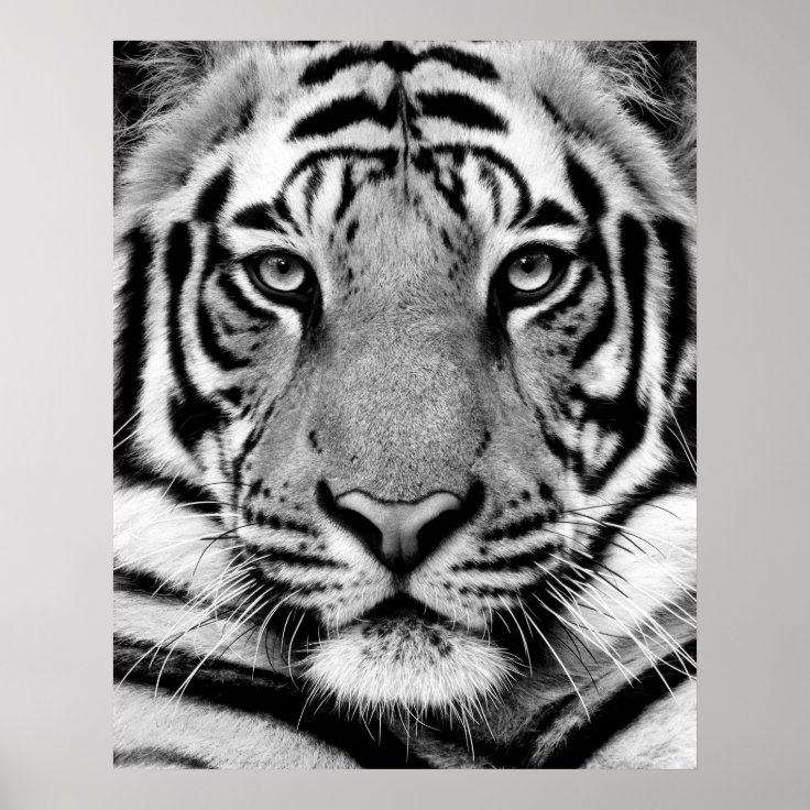 Tiger Face Poster | Zazzle
