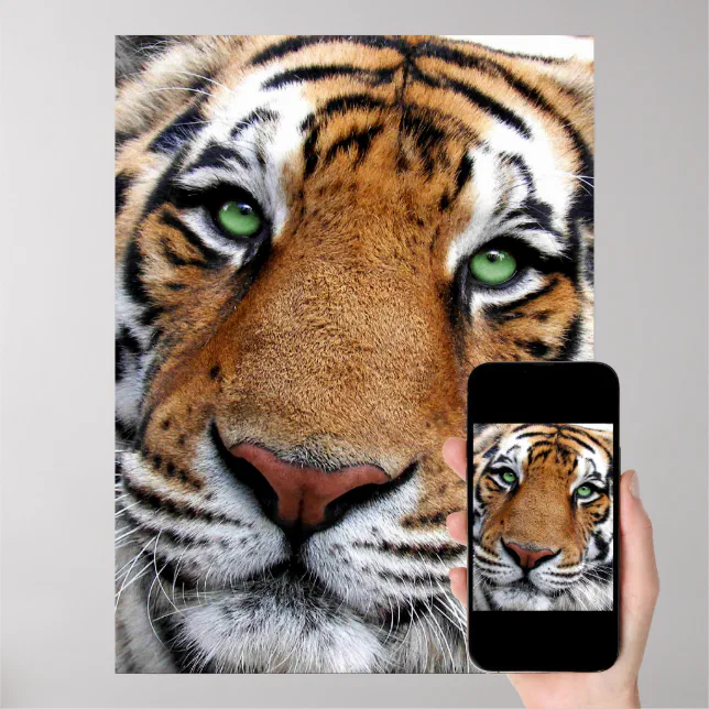 Tiger Face Poster | Zazzle