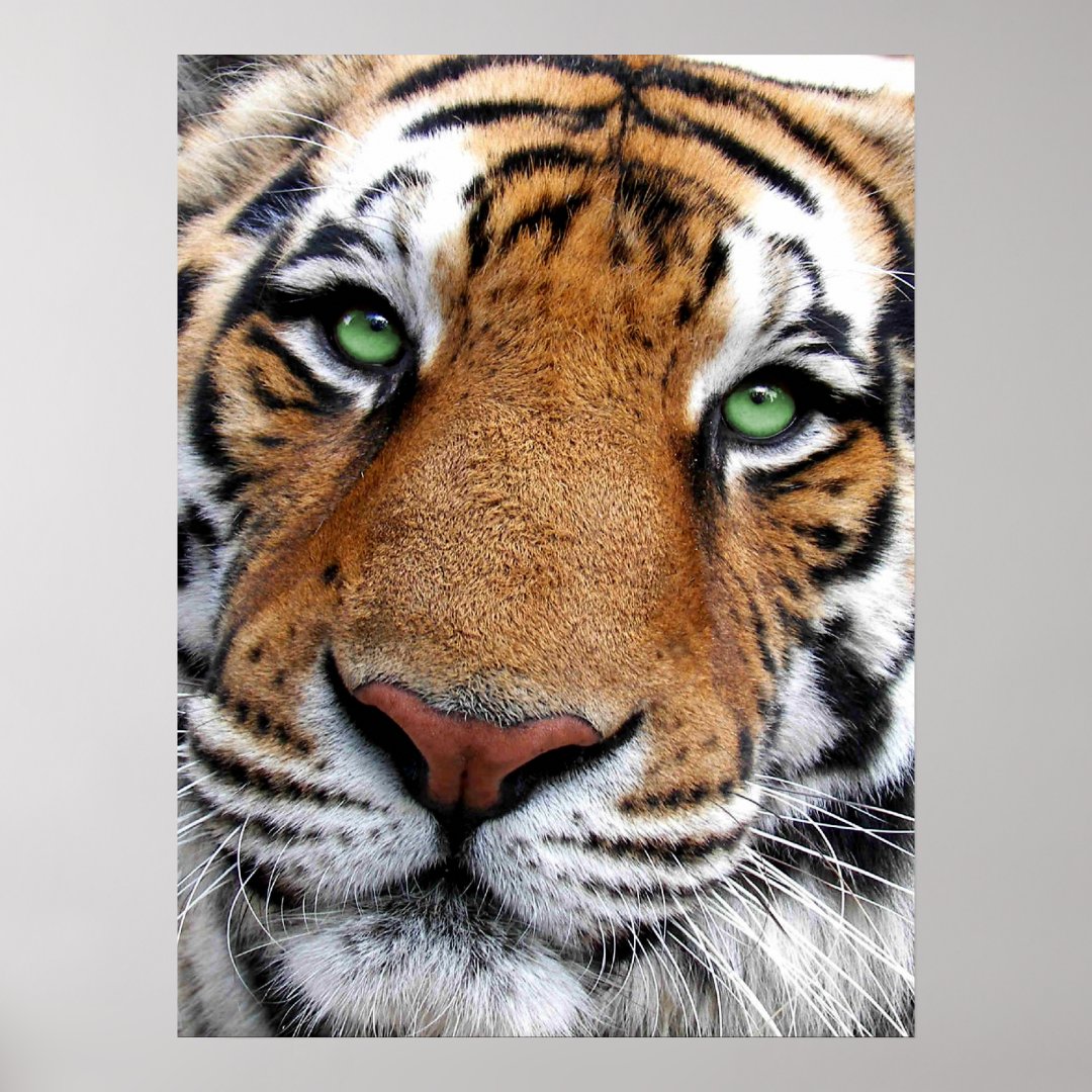 Tiger Face Poster | Zazzle