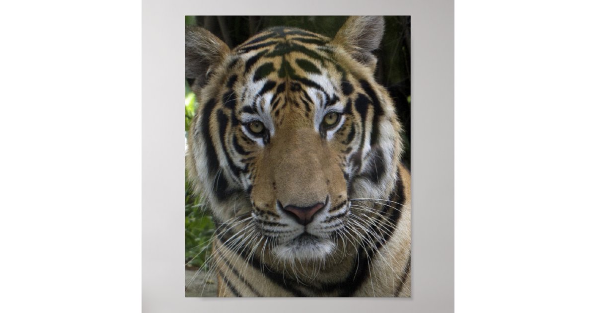 Tiger Face Poster | Zazzle