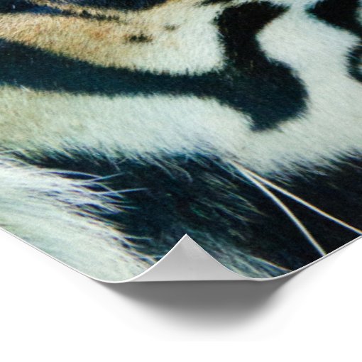 Tiger Face Print | Zazzle