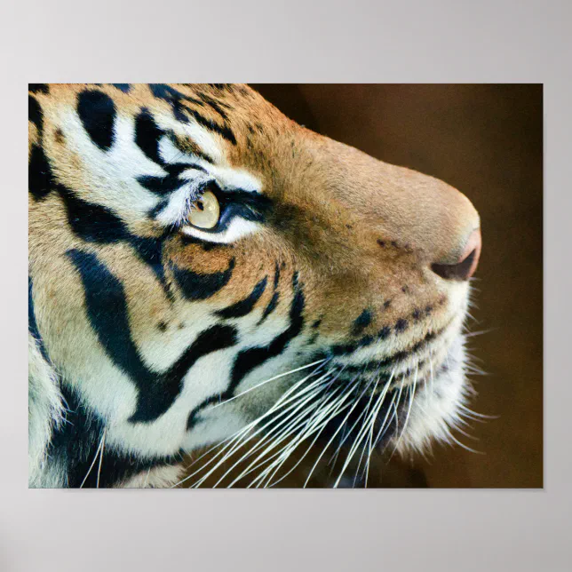 Tiger Face Print | Zazzle