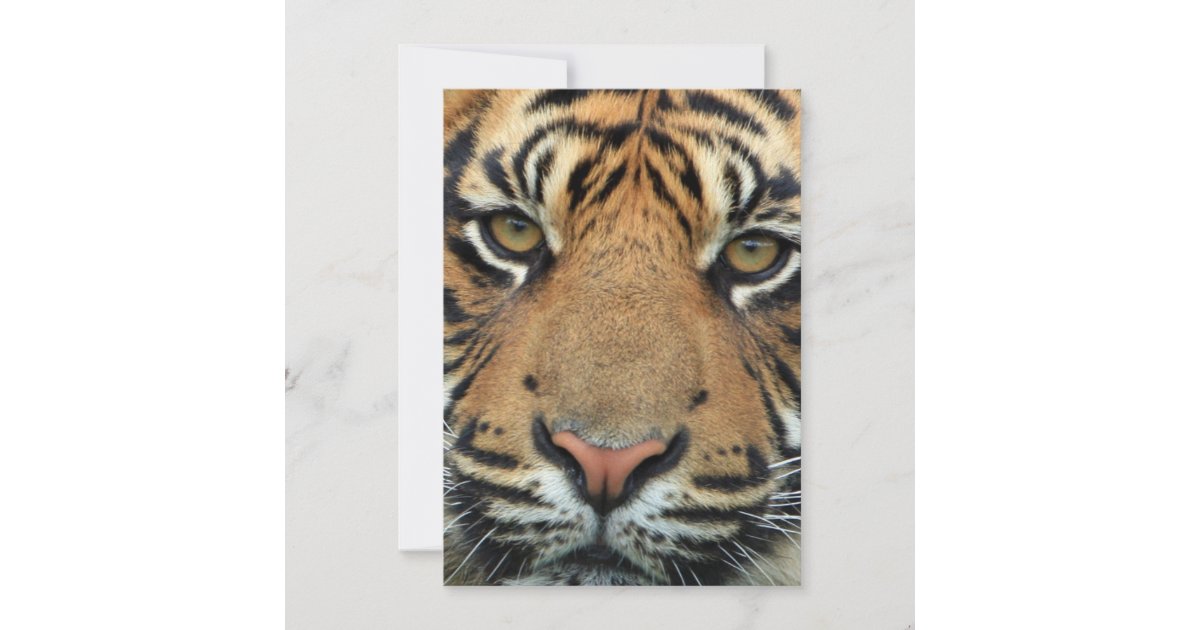 Tiger Face Thank You Card | Zazzle.com