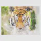 tiger face tissue paper | Zazzle