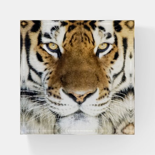 Tiger Glass Paperweight | Zazzle